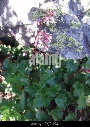 pink alumroot (Heuchera rubescens) Plantae Stock Photo - Alamy