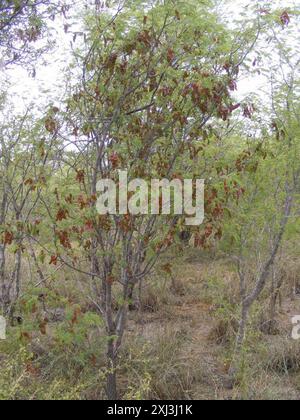 sickle-leaved false-thorn (Albizia harveyi) Plantae Stock Photo - Alamy