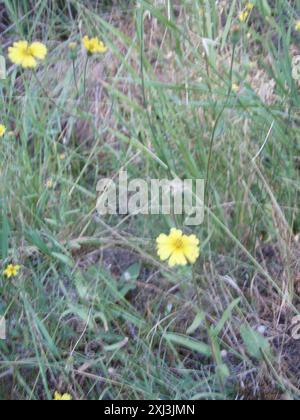 Common Madia (Madia elegans) Plantae Stock Photo - Alamy