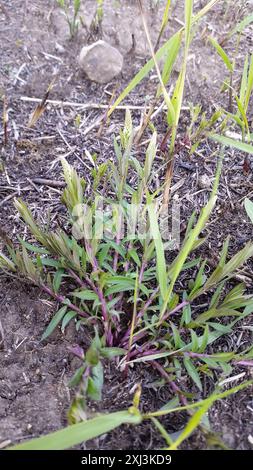 Seneca snakeroot (Polygala senega) Plantae Stock Photo - Alamy