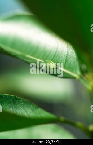 drop of water on lemon leaf Stock Photo - Alamy
