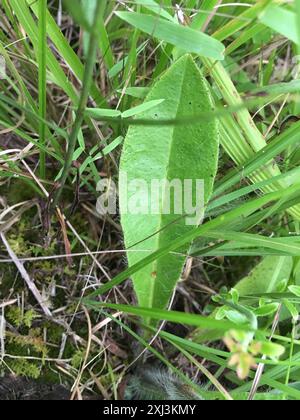 rough hawkweed (Hieracium scabrum) Plantae Stock Photo - Alamy