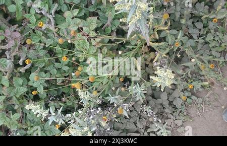 Rosilla (Helenium puberulum) Plantae Stock Photo - Alamy