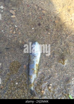 Threespine Stickleback (Gasterosteus aculeatus) Actinopterygii Stock ...