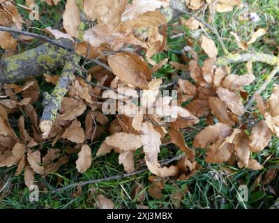Macedonian Oak (Quercus trojana) Plantae Stock Photo - Alamy