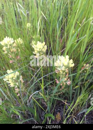 Tiburon paintbrush (Castilleja affinis neglecta) Plantae Stock Photo ...