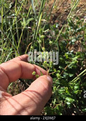 small tarweed (Madia exigua), Plantae, Gigling Rd, Marina, CA, US, A ...