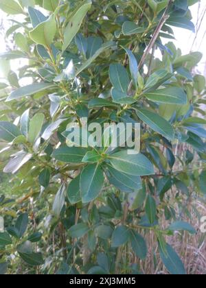 Karamu (Coprosma robusta) Plantae Stock Photo - Alamy