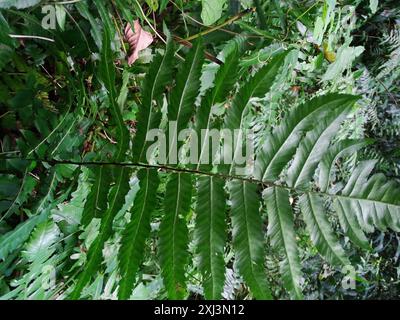 Vegetable Fern (Diplazium esculentum) Plantae Stock Photo - Alamy
