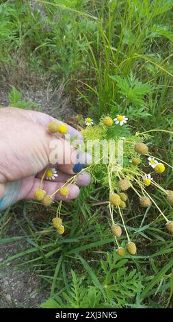 Stinking chamomile (Anthemis cotula) Plantae Stock Photo - Alamy