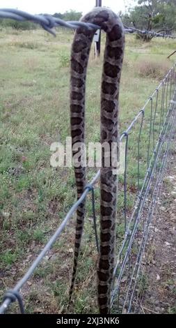 Great Plains Ratsnake (Pantherophis emoryi) Reptilia Stock Photo - Alamy