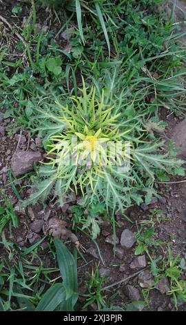 Footsteps of spring (Sanicula arctopoides) Plantae Stock Photo - Alamy