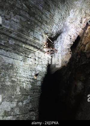 Camel Crickets (Ceuthophilus) Insecta Stock Photo - Alamy