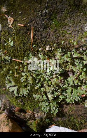 Hemisphaeric Liverwort (Reboulia hemisphaerica) Plantae Stock Photo - Alamy