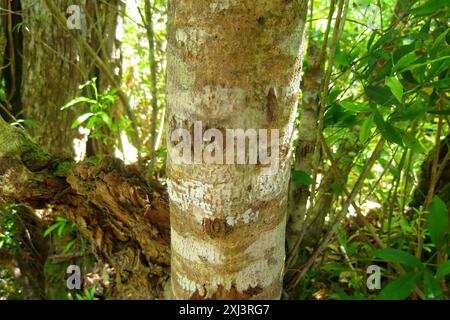 Witels (Platylophus trifoliatus) Plantae Stock Photo - Alamy