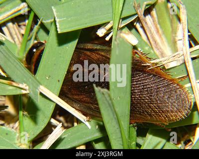 Indian Cockroach (Pycnoscelus indicus) Insecta Stock Photo - Alamy