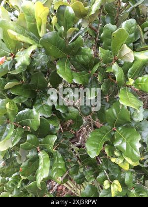 Chapman's Oak (Quercus chapmanii) Plantae Stock Photo - Alamy