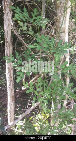 (Adenia perrieri) Plantae Stock Photo - Alamy