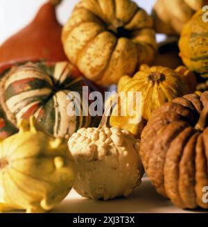squash vegetable selection Stock Photo - Alamy