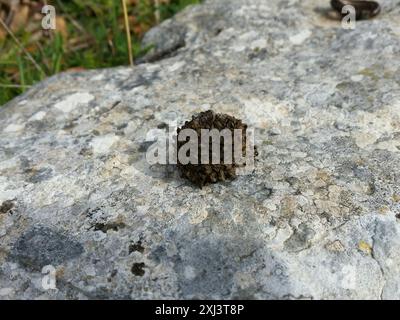 Macedonian Oak (Quercus trojana) Plantae Stock Photo - Alamy