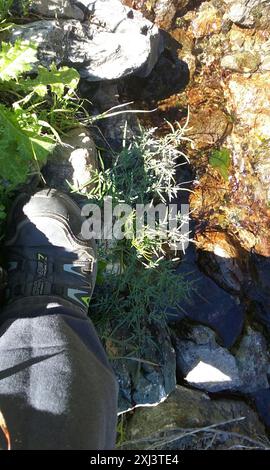 California yampah (Perideridia californica), Plantae, Henry W. Coe ...