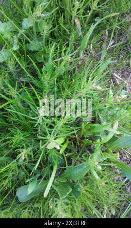 Corn spurrey (Spergula arvensis) Plantae Stock Photo - Alamy