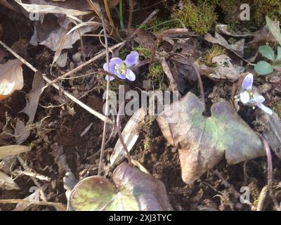 hepaticas (Hepatica) Plantae Stock Photo - Alamy