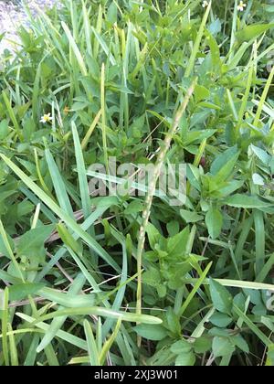 Saint Augustine grass (Stenotaphrum secundatum) Plantae Stock Photo - Alamy
