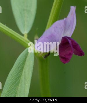spring vetch (Vicia sativa sativa) Plantae Stock Photo - Alamy