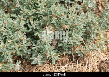 berry saltbush (Atriplex semibaccata) Plantae Stock Photo - Alamy