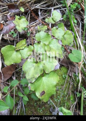 redwood inside-out flower (Vancouveria planipetala) Plantae Stock Photo ...