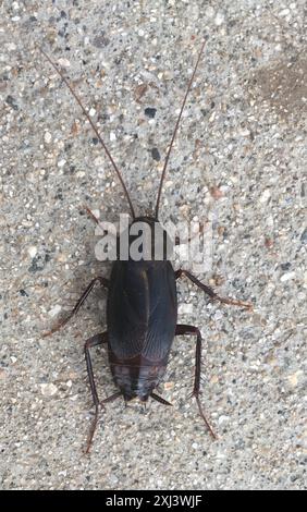 Oriental Cockroach (Blatta orientalis) Insecta Stock Photo - Alamy