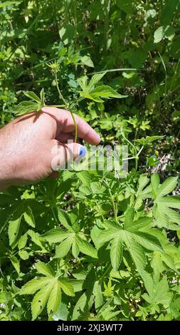 Japanese Hops (Humulus scandens Stock Photo - Alamy