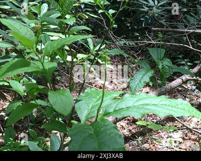 Buffalo-nut (Pyrularia pubera) Plantae Stock Photo - Alamy
