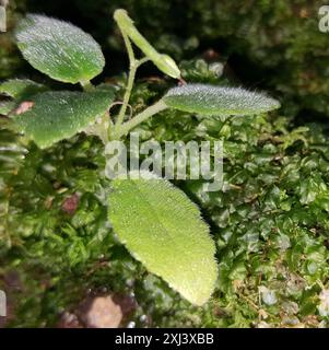 African Primrose (Streptocarpus) Plantae Stock Photo - Alamy