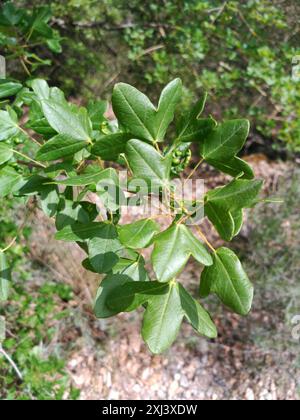 Montpellier Maple (Acer monspessulanum) Plantae Stock Photo - Alamy