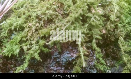 joint-toothed mosses (Bryopsida), Plantae, Burnaby, BC V3N 4G8, Canada ...