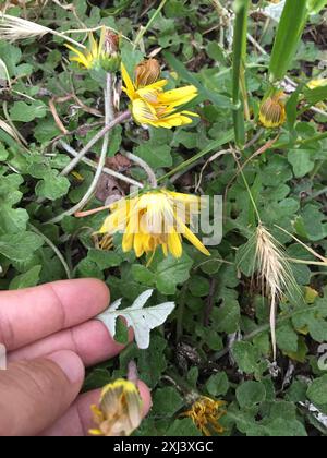 Prostrate Capeweed (Arctotheca prostrata) Plantae Stock Photo - Alamy