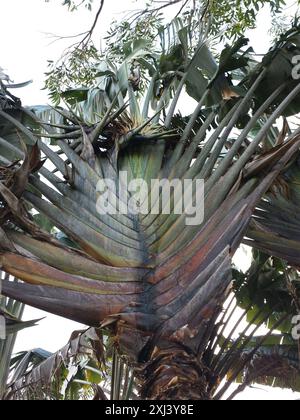 Traveller's Palm (Ravenala madagascariensis), Plantae, Madagascar ...