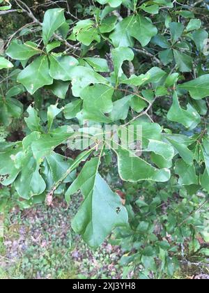 water oak (Quercus nigra) Plantae Stock Photo - Alamy