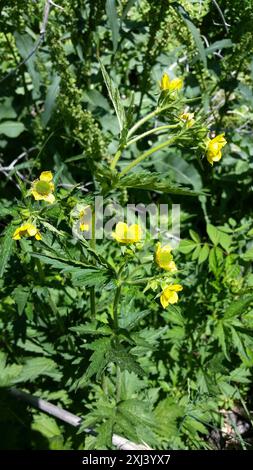 Yellow Avens (Geum aleppicum) Plantae Stock Photo - Alamy