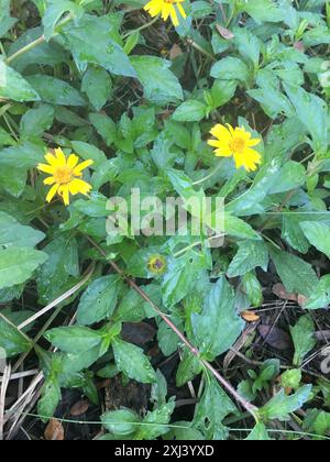 trailing daisy (Sphagneticola trilobata) Plantae Stock Photo - Alamy