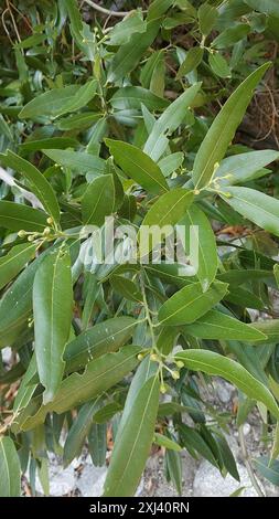 California bay (Umbellularia californica) Plantae Stock Photo - Alamy