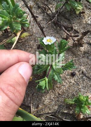beach tidytips (Layia carnosa) Plantae Stock Photo - Alamy