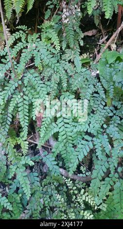 Cunningham's maidenhair (Adiantum cunninghamii) Plantae Stock Photo - Alamy