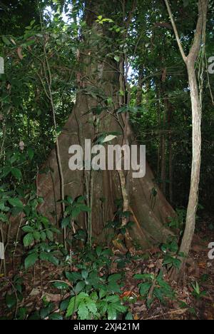 Wild Fig (Ficus insipida) Plantae Stock Photo - Alamy