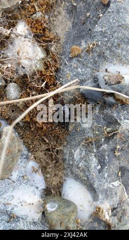 Black Cobweb Spider (Steatoda capensis) Arachnida Stock Photo - Alamy