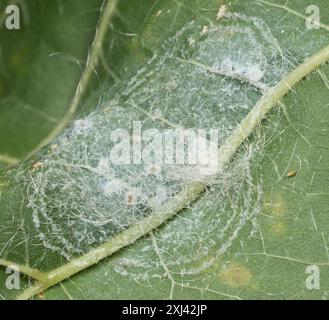 Giant Whitefly (Aleurodicus dugesii) Insecta Stock Photo - Alamy