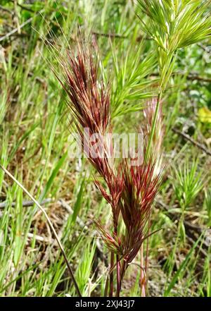 Red Brome (Bromus rubens) Plantae Stock Photo - Alamy