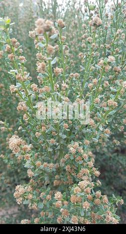 (Baccharis pilularis pilularis) Plantae Stock Photo - Alamy